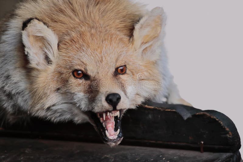 Fox head stock image. Image of backdrop, fluffy, dissect - 80166853