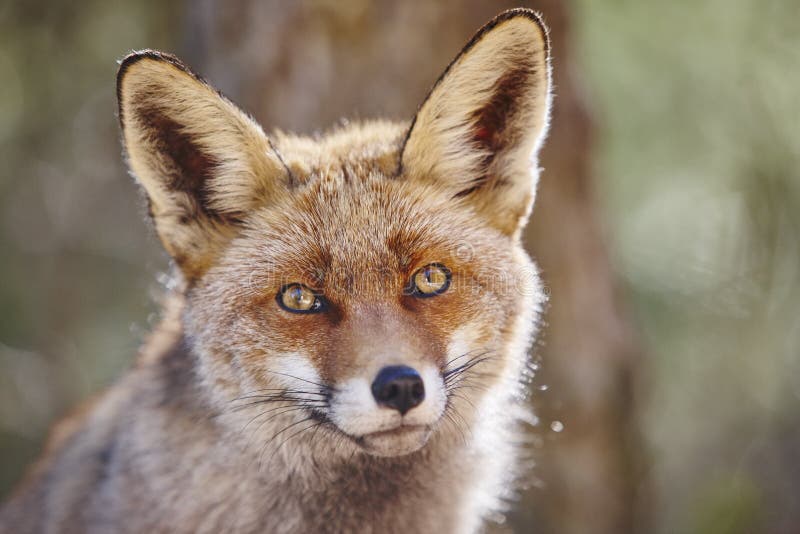 7,468 Fox Head Photos - Free & Royalty-Free Stock Photos from Dreamstime