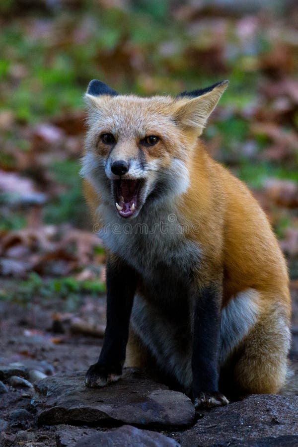 Fox-Heulen stockfoto. Bild von flockig, fuchs, flaumig - 50019974