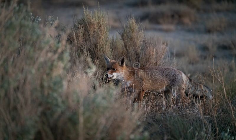 Fox Hidden into the Bush at Dusk Stock Photo - Image of iberian ...