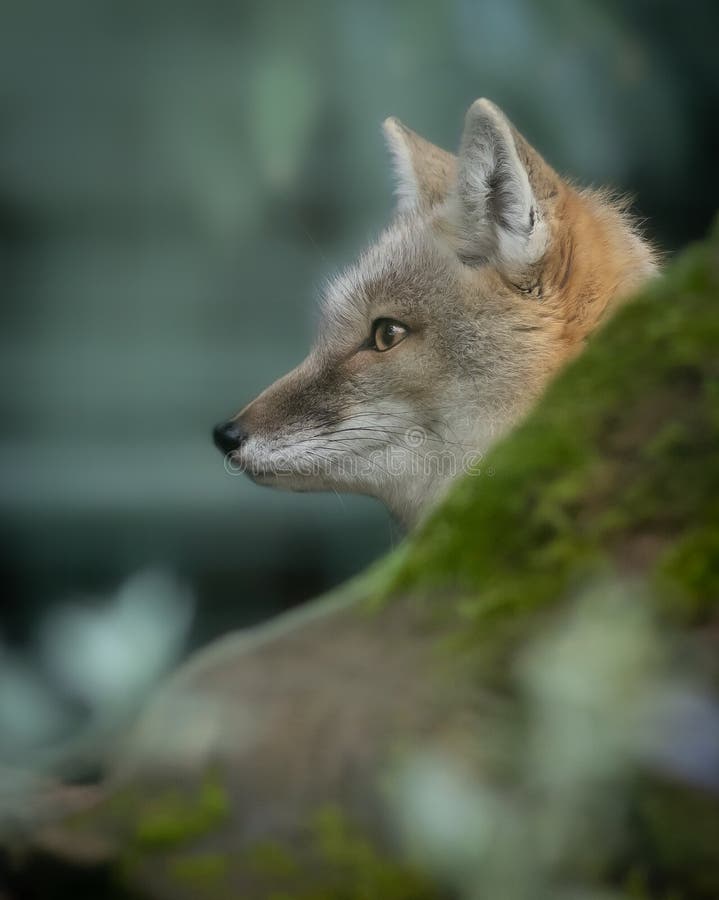 Fox hidding behind a rock stock photo. Image of forest - 240607310