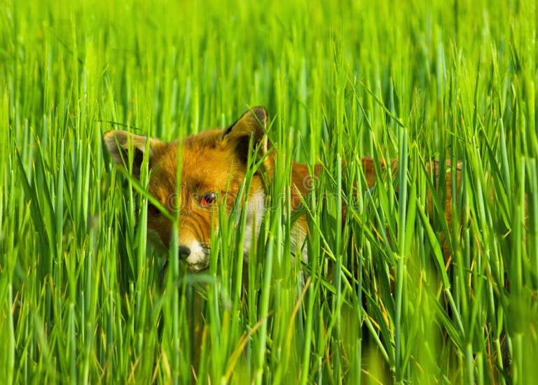 15,065 Fox Head Stock Photos - Free & Royalty-Free Stock Photos from ...