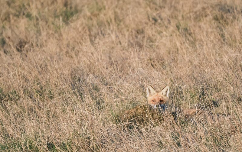 Fox hiding stock image. Image of tree, european, forest - 180691799