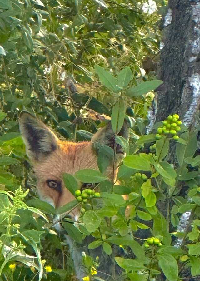 The Fox is Hiding Near the Tree Trunk Stock Image - Image of portrait ...