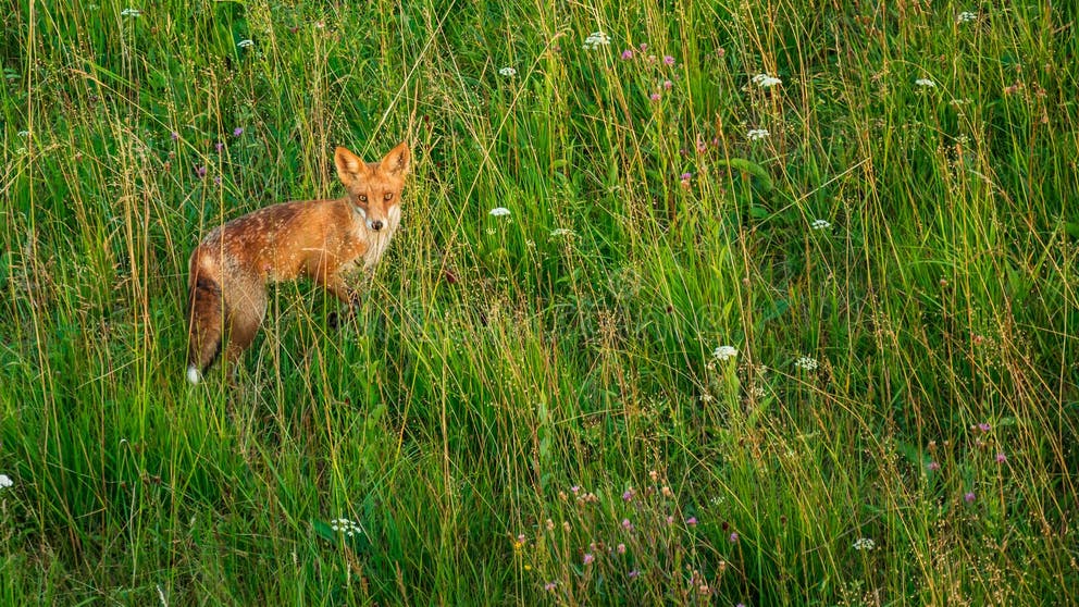 Fox in high grass stock image. Image of standing, natural - 155014493