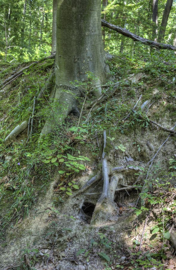 Fox Hole Burrow stock photo. Image of entry, stump, hole - 76860334