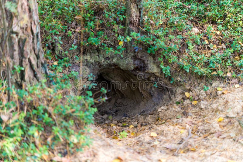 1,403 Fox Hole Stock Photos - Free & Royalty-Free Stock Photos from ...