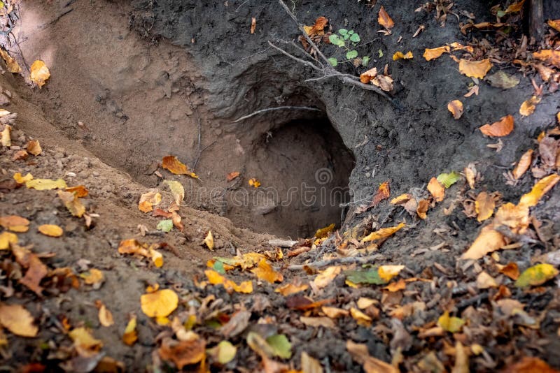 Fox Hole in the Forest in Autumn, Fallen Autumn Leaves Near a Fox Hole ...