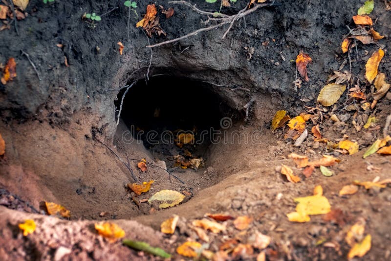 Fox Hole in the Forest in Autumn, Fallen Autumn Leaves Near a Fox Hole ...