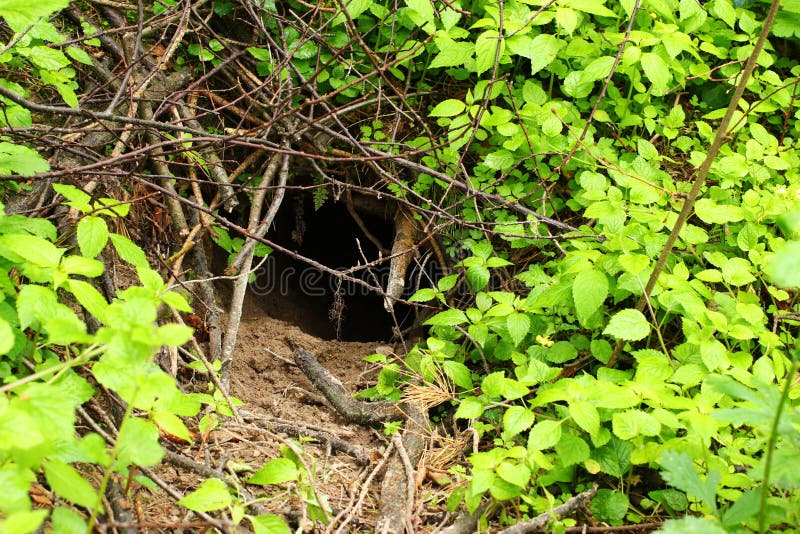 Fox Hole in a Forest Close Up Stock Image - Image of rural, animal ...