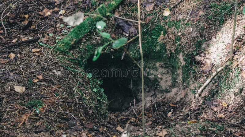 Fox Hole Overgrown with Moss in the Forest of the Middle Zone Stock ...
