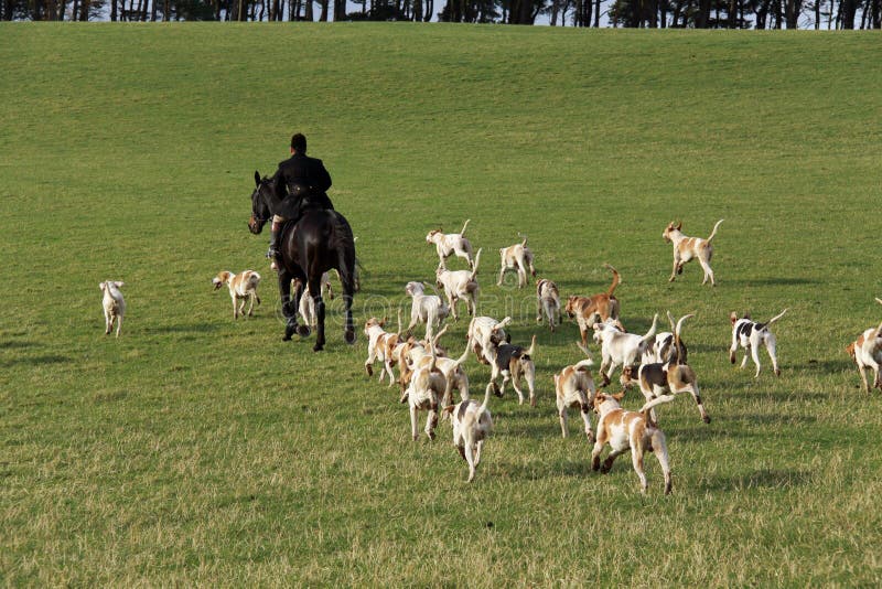 Fox Hunt editorial photo. Image of hunting, riding, master - 16767536