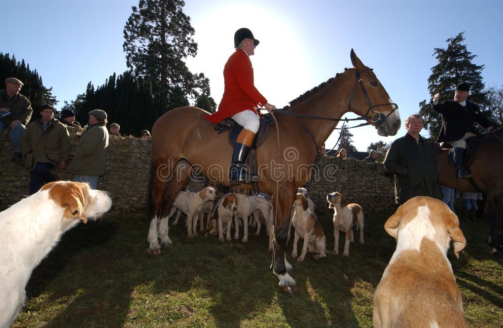 Fox hunter editorial image. Image of kill, england, jacket - 4960380