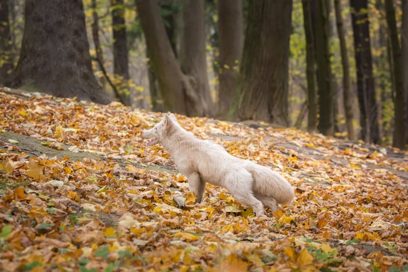 Fox Hunting in Autumn Woods. Stock Photo - Image of beauty, head: 79202008