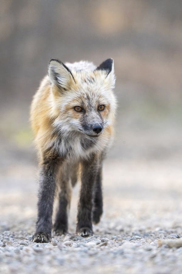 Fox hunting stock image. Image of bugle, master, foxhunt - 14900557