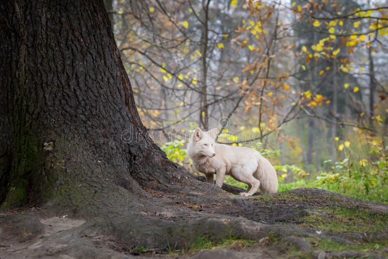 Fox Hunting in the Forest. Autumn Stock Photo - Image of fall, portrait ...