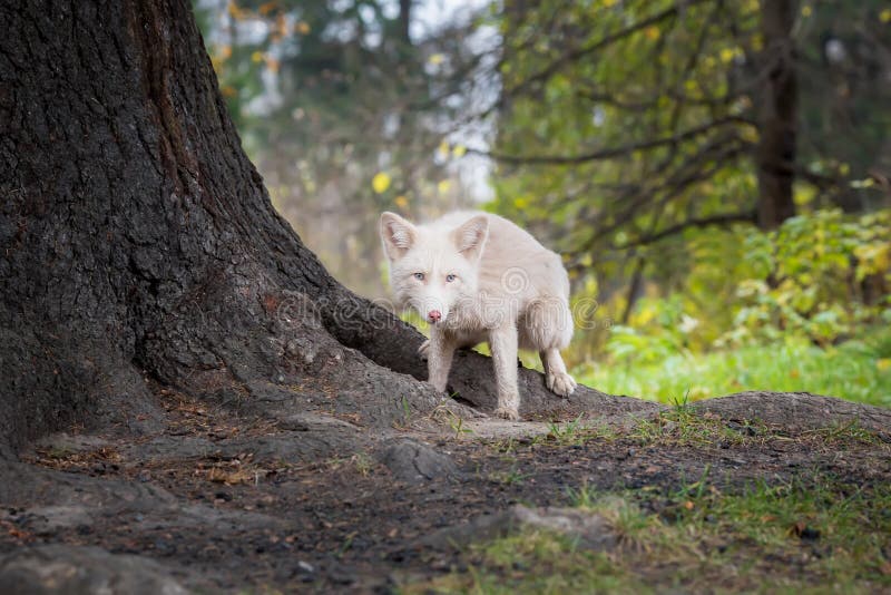 Fox Hunting in the Forest. Autumn Stock Image - Image of mammal, cute ...