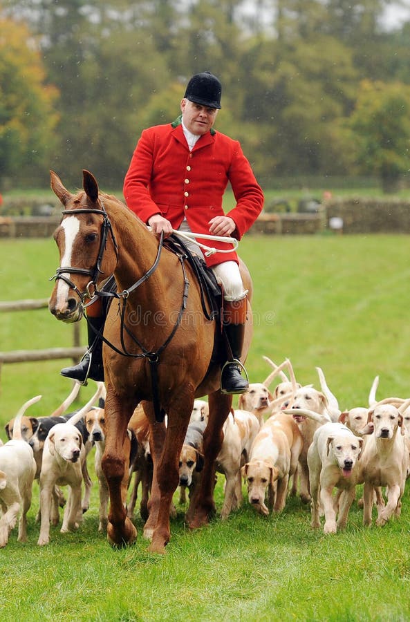 Master with hounds editorial image. Image of equestrian - 4315465