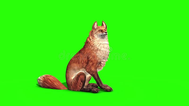 Fox Idle Side Green Screen 3D Rendering Animation Animals Stock Video ...