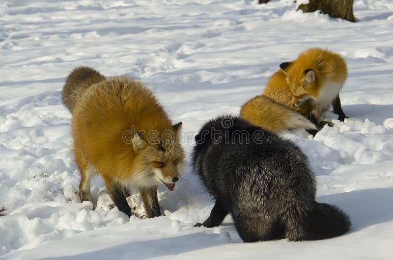 Roter Fuchs im Winter stockfoto. Bild von pelz, winter - 784626