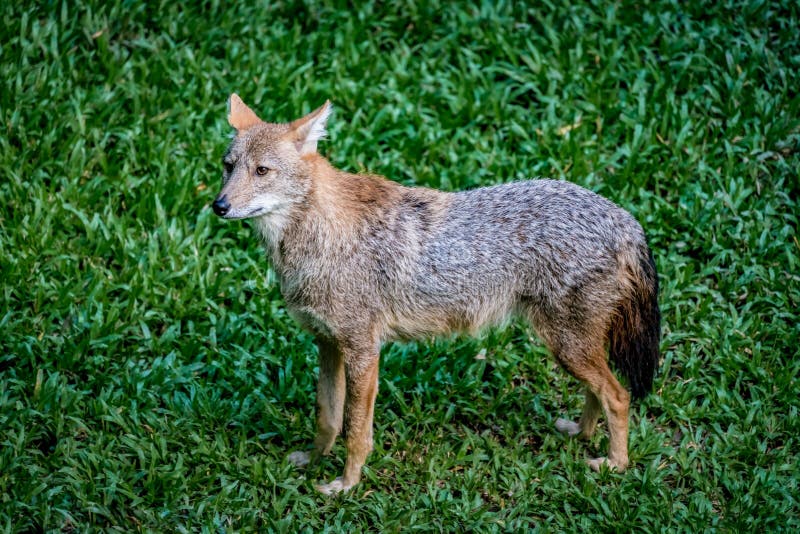 Fox stock photo. Image of wild, hunt, wildlife, mammal - 103480610