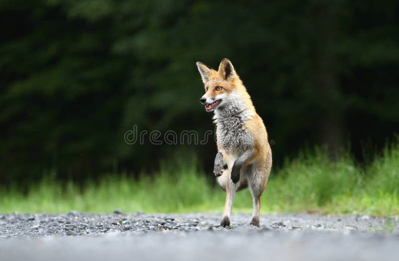 Fox jumping stock photo. Image of vixen, beast, killer - 47287752