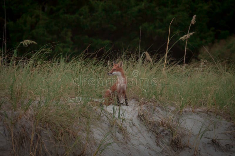 Fox Kit on the beach stock image. Image of kits, away - 194408917