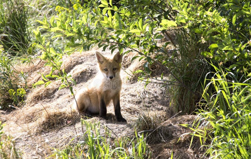 Fox Kit stock image. Image of animal, mammal, wildlife - 56705355