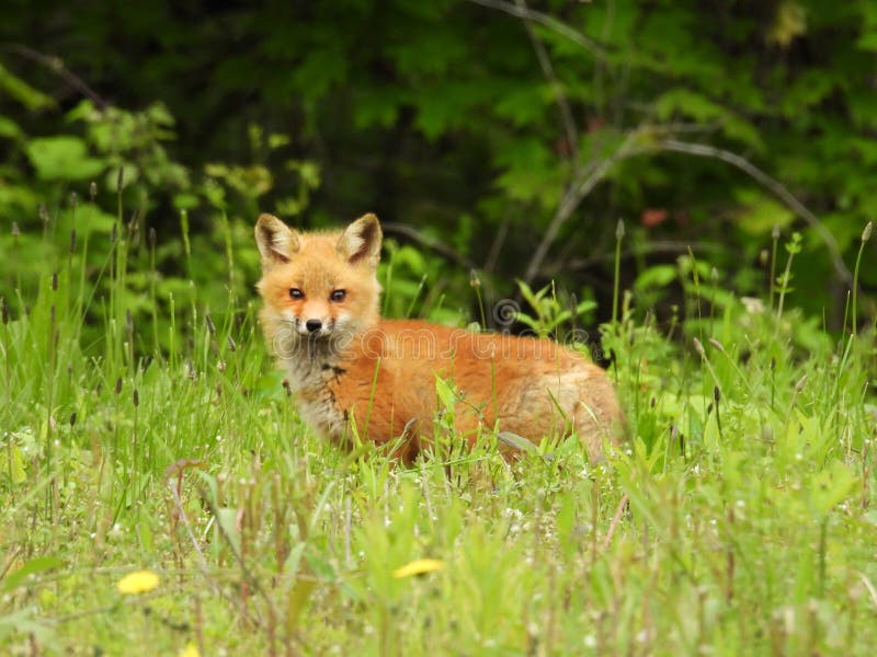 Red Fox Kit in Springtime FingerLakes Field Exploring the Meadow Around ...