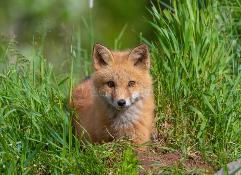 Fox kit in the grass stock image. Image of baby, outdoors - 272374943