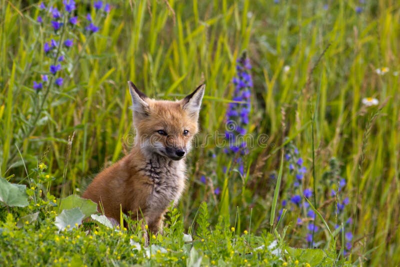 Wild Red Fox Kit stock image. Image of healthy, alert - 19446203