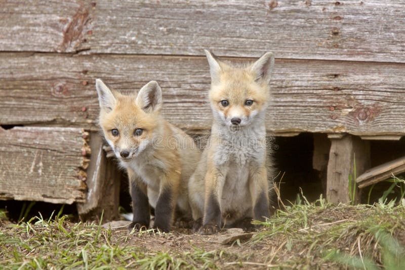 Fox Kits stock photo. Image of hair, baby, puppy, curious - 20117360