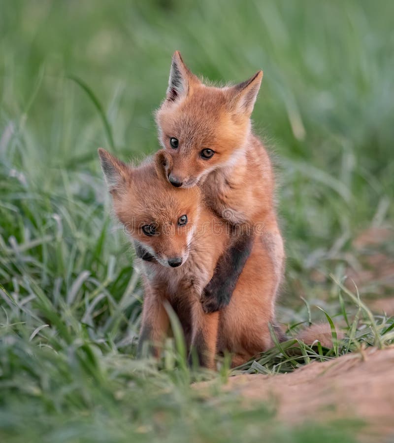Fox kits in the field stock photo. Image of fierce, meadow - 156248060