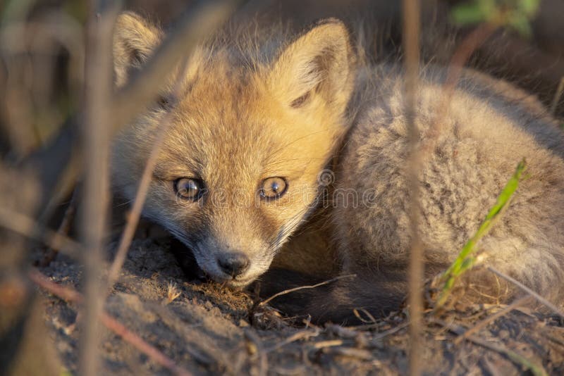 Baby Red Fox Kit near den stock image. Image of kits - 16893233