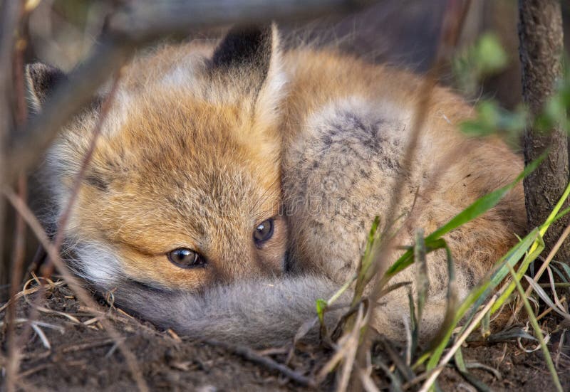 Fox Kits Near Den stock photo. Image of wilderness, little - 150148340