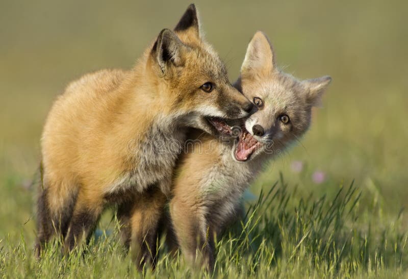 Young red foxes at play stock photo. Image of eyes, soft - 41180306