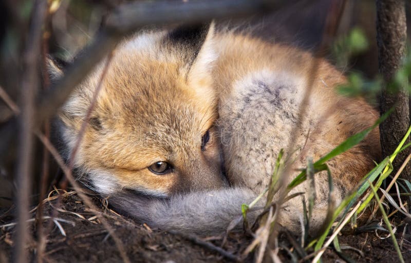 Fox laying from Den stock image. Image of peeking, cute - 223439293