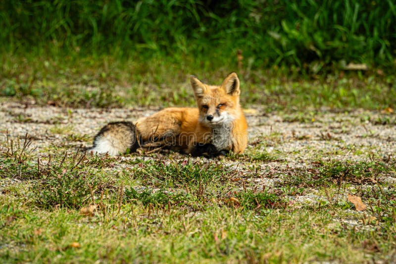 A Fox is Laying Down in the Grass Stock Photo - Image of beast, mammal ...