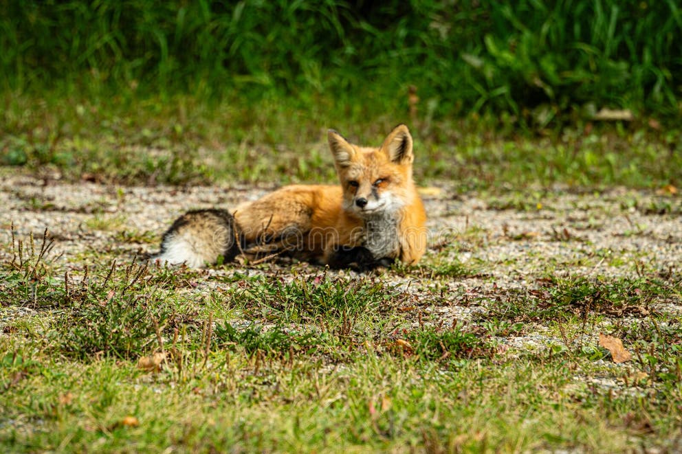 A Fox is Laying Down in the Grass Stock Photo - Image of beast, mammal ...