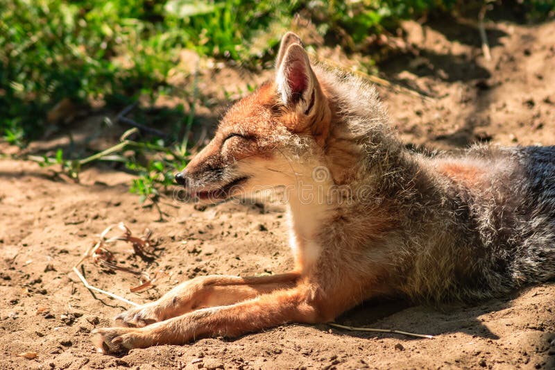 A Fox is Laying on the Ground, Looking Up at the Camera Stock Photo ...