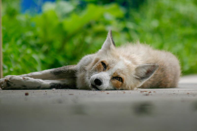 Relaxing Fox stock image. Image of mountains, relaxing - 20843725