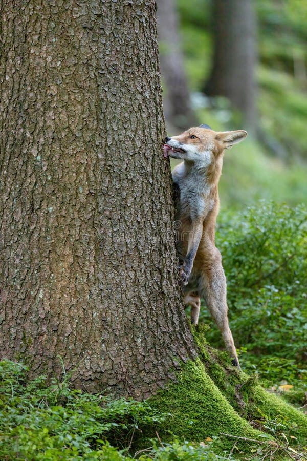 The Fox is Leaning on a Trunk Stock Photo - Image of standing ...