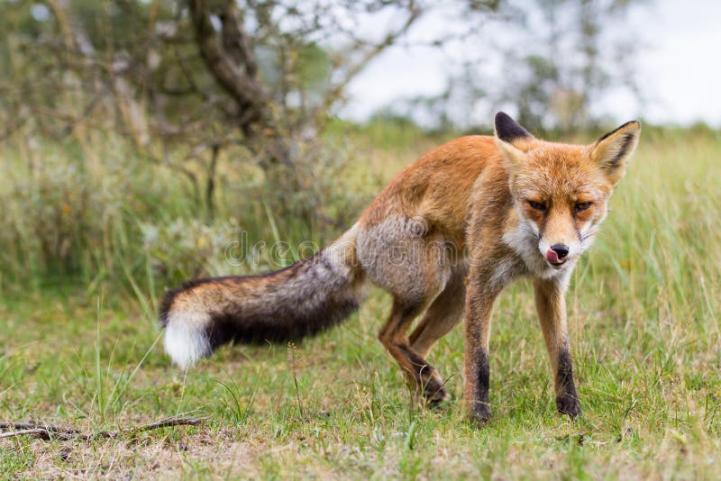 Growling Fox Stock Photos - Free & Royalty-Free Stock Photos from ...