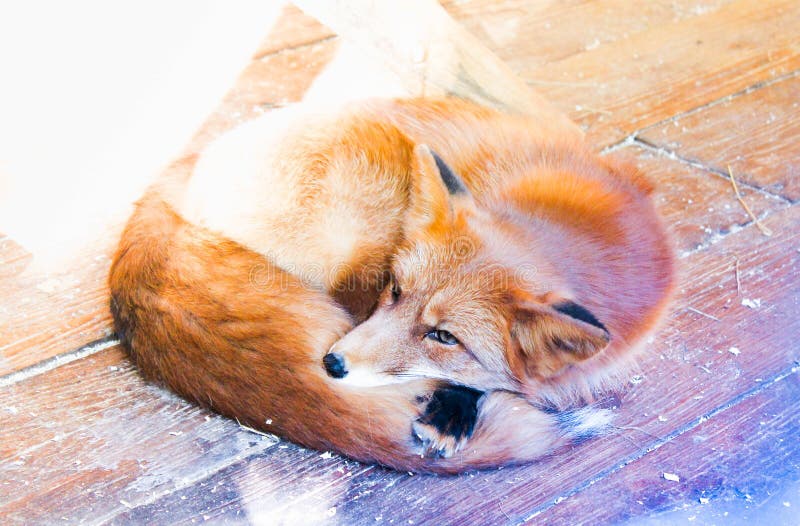The Fox Lies on the Floor, Rolled into a Ball Stock Image - Image of ...