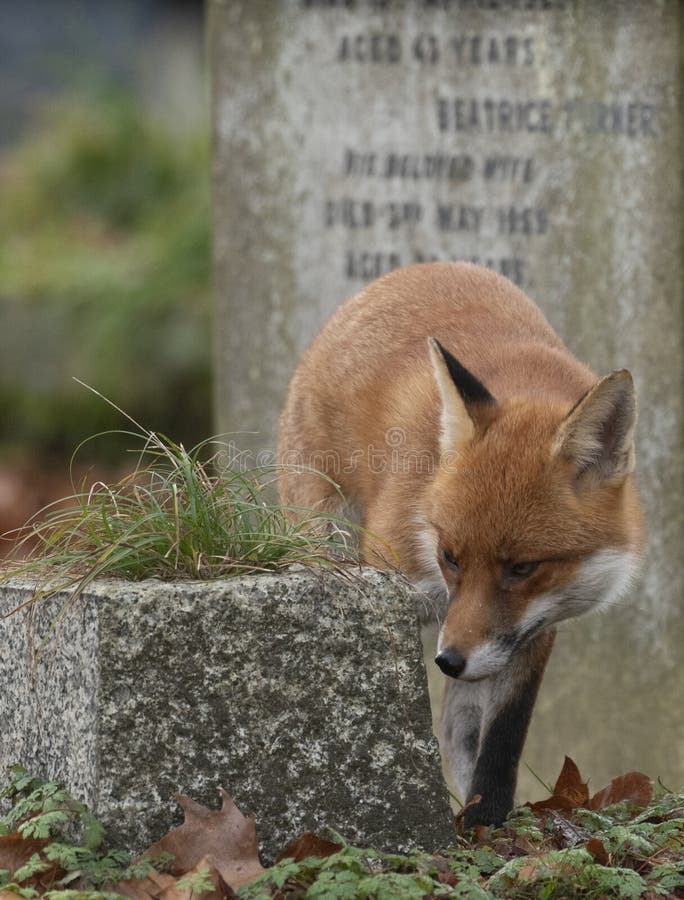 Fox that Lives in the Cemetery Stock Photo - Image of cemet, vulpes ...
