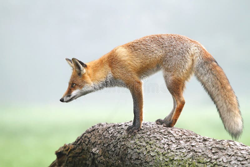 Fox on log stock photo. Image of snout, shaggy, beast - 45905018