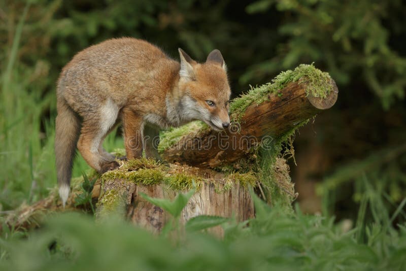Red Fox on a Mossy Log stock image. Image of trees, autumn - 132770553
