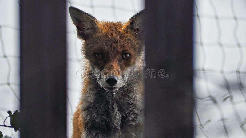 Fox looking at camera stock photo. Image of camera, looking - 113182092