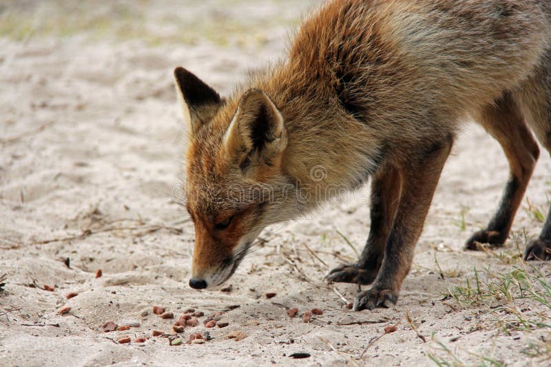 Fox looking for food stock image. Image of vulpes, wild - 23856867