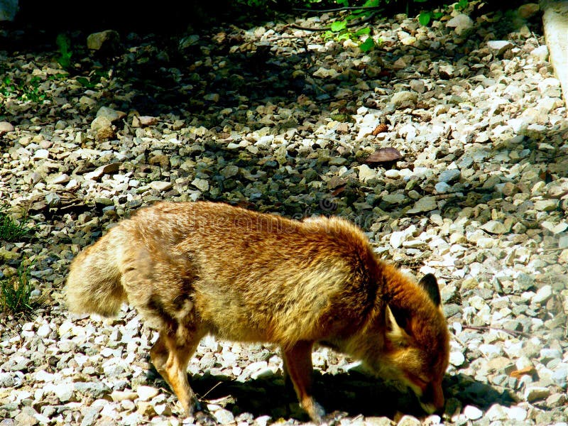 Fox looking for food stock photo. Image of looking, food - 76363094
